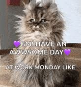 Funny Cat Monday S Tenor