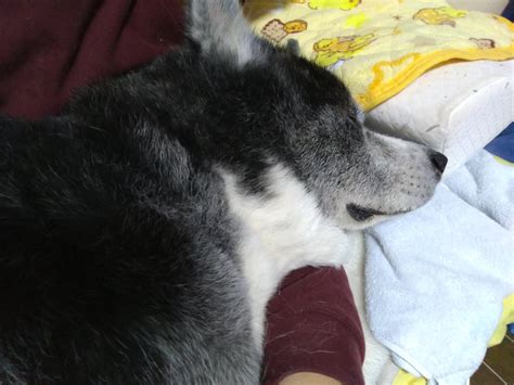 レミス On Twitter 大型犬を腕枕で抱えながら寝るとな、最高やぞ