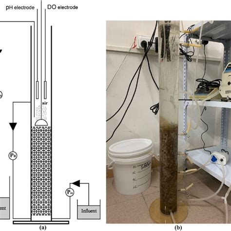 Physical Characteristic Of Aerobic Granular Sludge A Mlss And Mlvss B