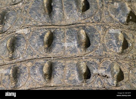 Saltwater Crocodile Crocodylus Porosus Skin Detail Darwin Australia