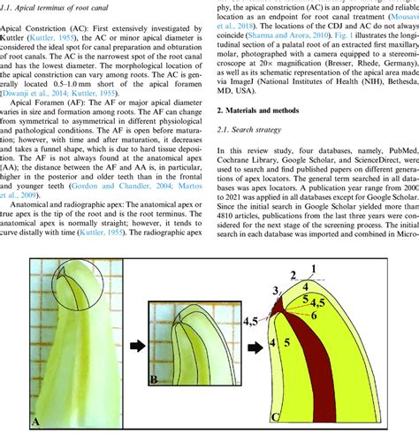 Microscopic A And B And Schematic C Representation Of The Apical Download Scientific
