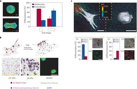 Pdf Materials As Stem Cell Regulators 2014 William L Murphy