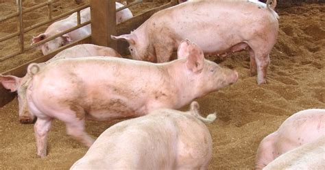 Pig Farming In Kenya Roysfarm
