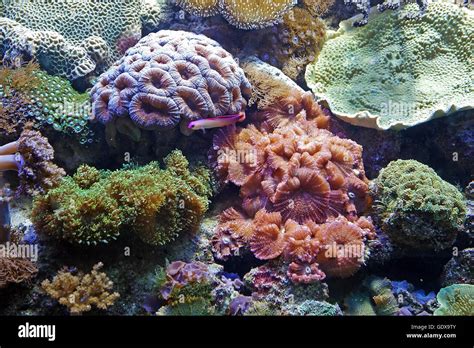 Beautiful Photograph Of Colorful Coral Reef And Algae Aquatic Plants In