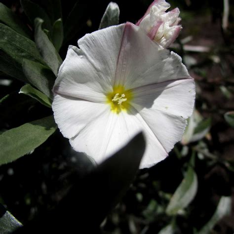 Convolvulus Cneorum Globuli Kaufen Remedia Homöopathie