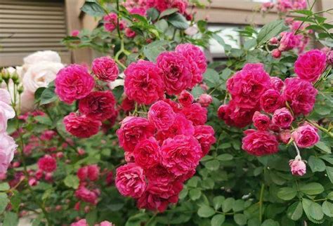 市场上所谓的红木香，它真是红木香？四季月季蔷薇