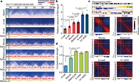 Three Dimensional Chromatin Structures Of Human Sperm And Embryos A