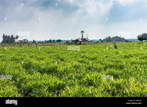Ginger field hi-res stock photography and images - Alamy