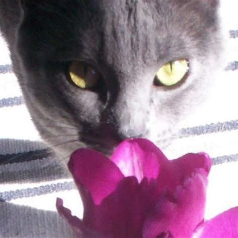 Organic Catnip Spray All Natural No Mess Feline Attractant Great For Pet Beds Or Cat Toys