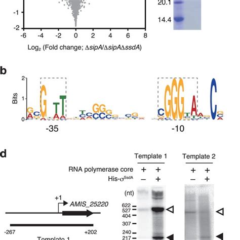 Rna Seq Analysis And In Vitro Transcription Using Recombinant σssda A