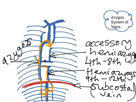 Azygos System Of Veins Anatomy Showme