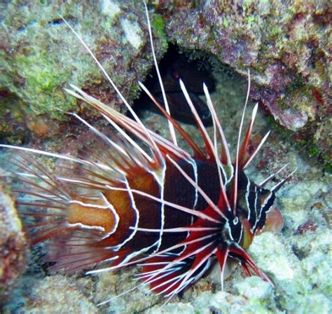 OS 10 PEIXES MAIS BONITOS DO MUNDO