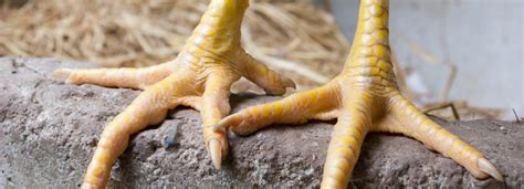 Foot Processing Baader Poultry