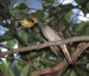 Nest Parasitism Banded Bay And Indian Cuckoos Bird Ecology Study Group