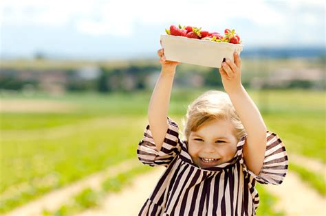 여름에 유기농 베리 농장에서 건강한 딸기를 따기와 먹는 행복한 어린 유아 소녀의 초상화 열매가있는 상자를 들고있는 어린이 텍스트 공간을 복사하십시오 딸기 농장에 아이 건강한
