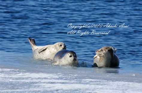 Photojapan Of Happy Seals
