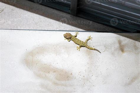 Scary Gecko Climbs And Sticks On The Cement Wall In Toilet Sourteast