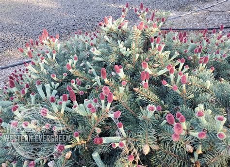 Picea Pungens Ruby Tear Drops Colorado Spruce Western Evergreen