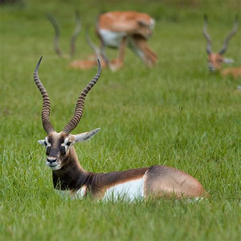 Antelope Impala Free Photo On Pixabay Pixabay