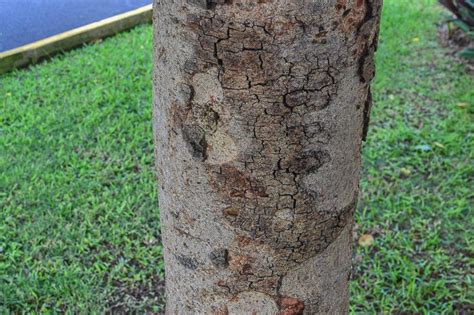 Cassia Fistula Iplantz