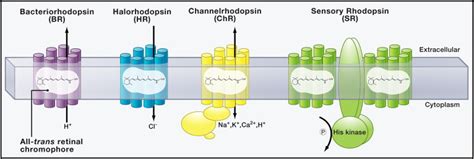 Retinal And Opsin