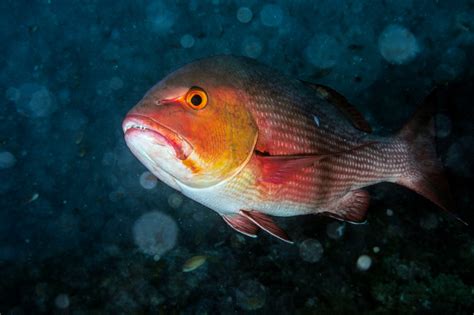 Pargo peixe características reprodução alimentação curiosidades e tipos de iscas Blog do
