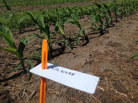 Corn Research Plot At The Farm Research Center BigYield