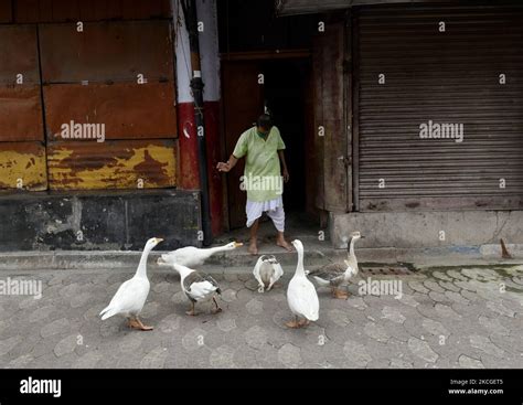 A Man Feeds Duck On A Street In Kolkata India 25 June 2021 Photo