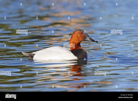 Canvasback Duck
