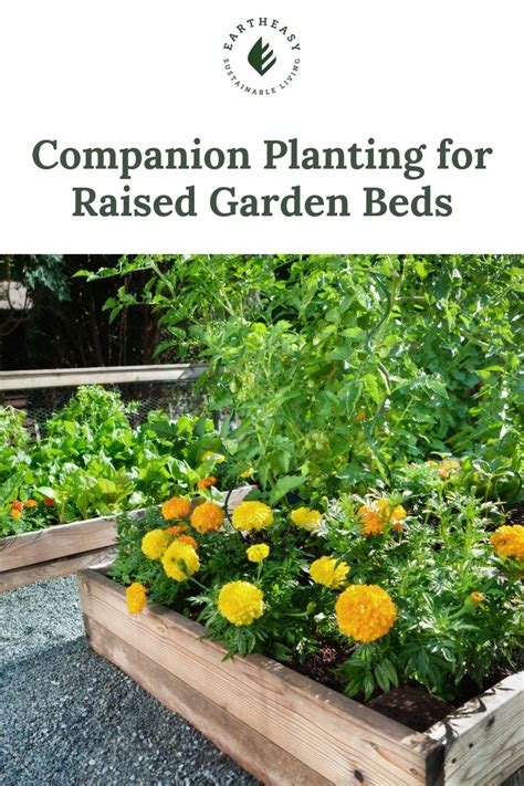 Companion Planting For Raised Garden Beds