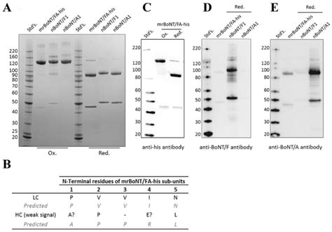 Purification And Characterization Of Recombinant Botulinum Neurotoxin Serotype Fa Also Known As
