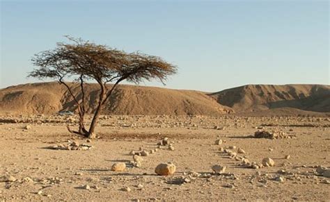 Пустыня Сахара животные растения факты климат и карта пустыни Сахара