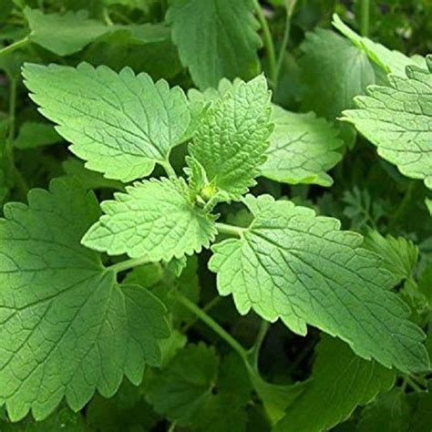Mpb11 Catnip Seeds Perennial Herb 100 Thru 2 000 Seeds Catmint Herb Seeds Etsy Natural