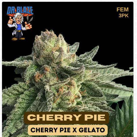 Cherry Pie De Dr Blaze Info De Variedad