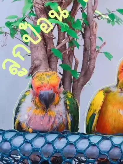 นกลำโพง‼️ เอ่ย “นกแก้วซันคอนัวร์” แกลเลอรีที่โพสต์โดย Call Me May B Lemon8