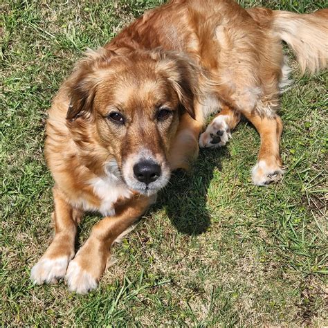 Heres My Golden Retrieverbasset Hound Mix Her Name Is Graham Cracker