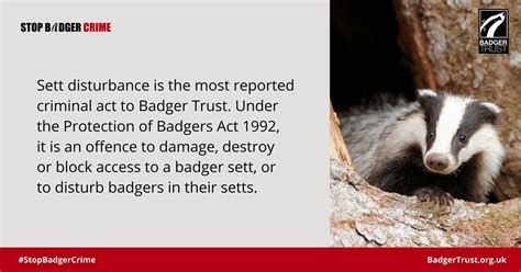 The Badger Crime Huddersfield And District Badger Group Facebook