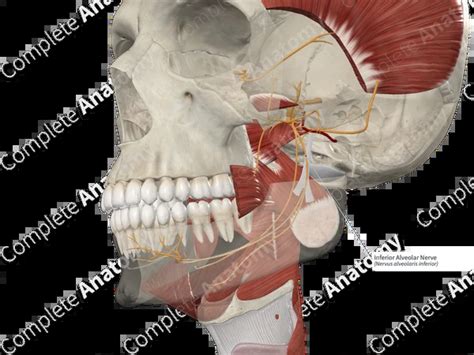 Inferior Alveolar Nerve Complete Anatomy