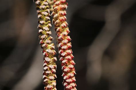 Corylus sieboldiana male ツノハシバミ雄花 ツノハシバミ雄花 1801 カバノキ Flickr