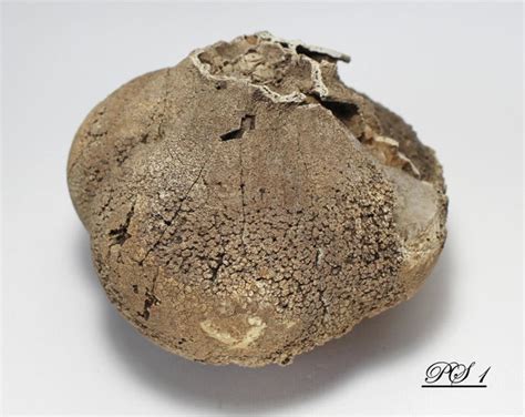 Crinoid Bulb Large Solid Crinoid Bulb Fossil High Definition Devonian