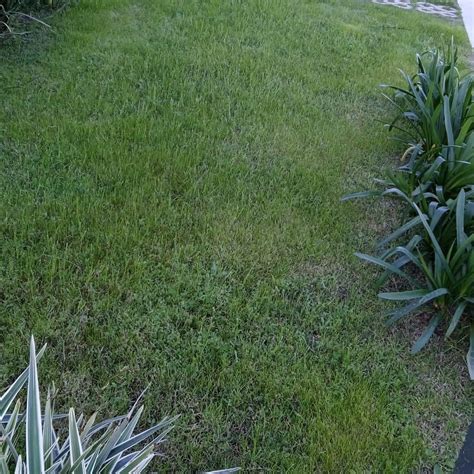 Calvase 🌱 Ryegrass Perenne Rohan De Barenbrug En Barrio