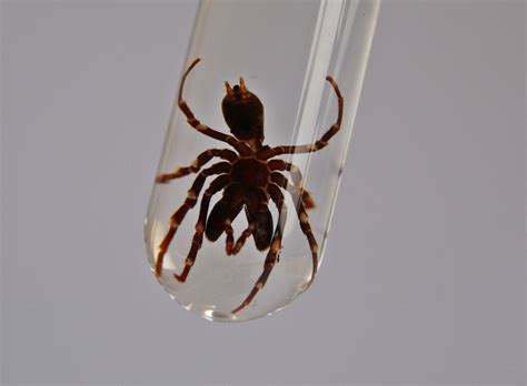 Atypus Affinis Doccheck