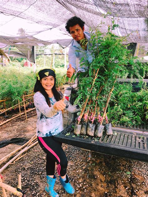 🌿มะขามเปรี้ยวยักษ์ ปลูกได้ทุกจังหวัด ปลูกง่ายตายยาก ให้ผลผลิตดี ปลูกได้ทุกสภาพดิน ทุกสภาพอากาศ