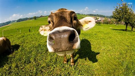 Wallpaper Sapi Hd Unduh Gratis Wallpaperbetter