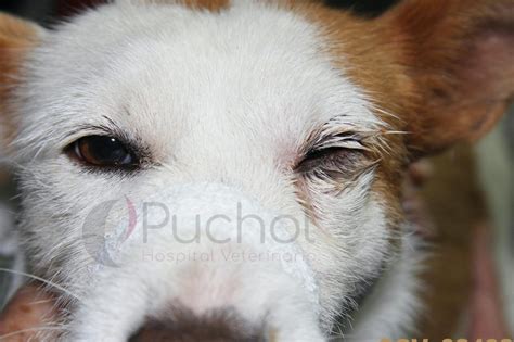 Descubra por qué mi perro tiene el hocico hinchado