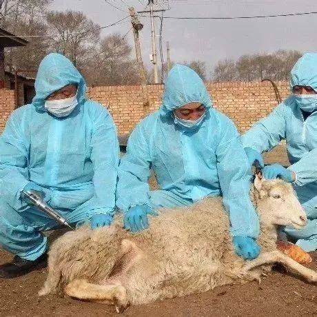 羊拉血便是怎么回事如何防治 症状 进行 死亡