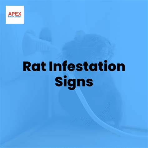 Rat Infestation Signs Expert Guide To Rodent Control