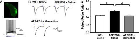 Memantine Attenuated The Decreased Ppr Of The Ecca1 Pathway In Appps1