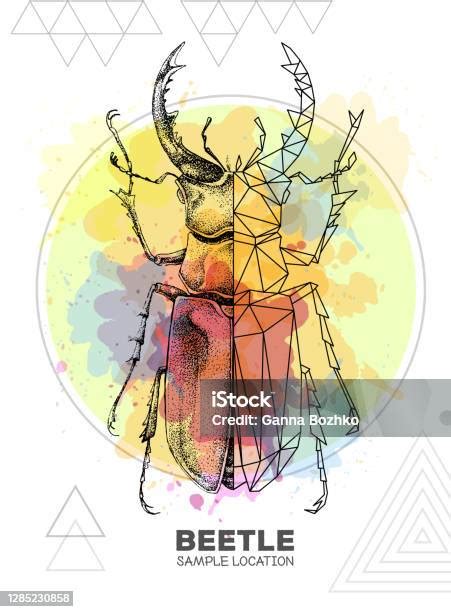 수채화 배경에 현실적인 손 도면과 다각형 사슴 딱정벌레 예술적 버그 곤충학적 벡터 일러스트레이션 수채화에 대한 스톡 벡터 아트 및 기타 이미지 Istock