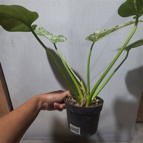 Philodendron Giganteum Marble Furniture And Home Living Gardening